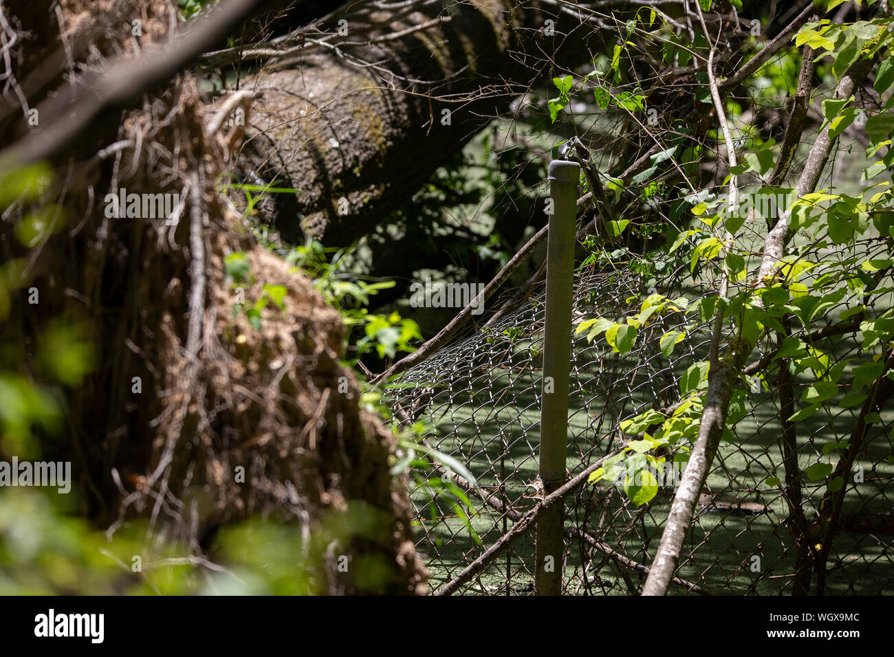 Destroyed cyclone fencing that used to divide a swamp Stock Photo - Alamy
