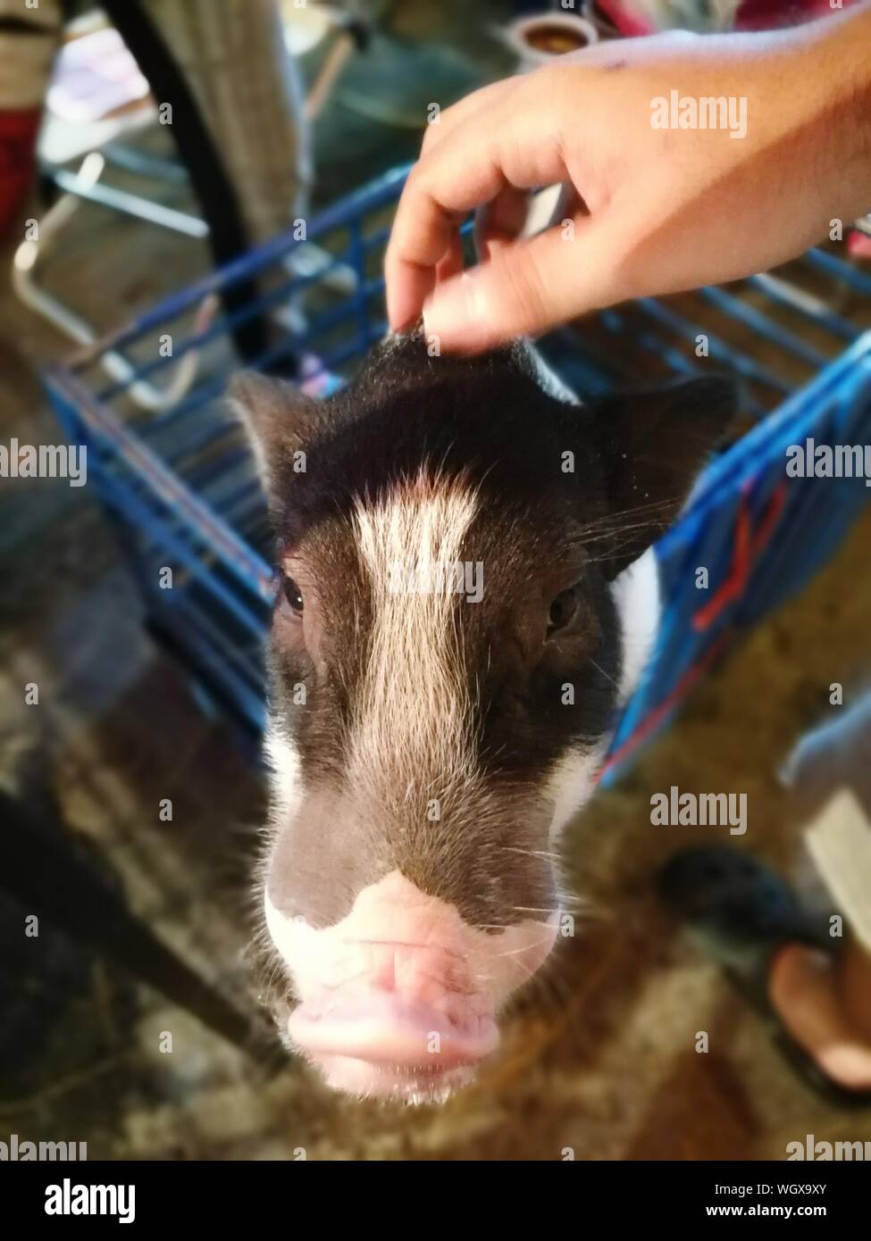 Finger pig hi-res stock photography and images - Alamy