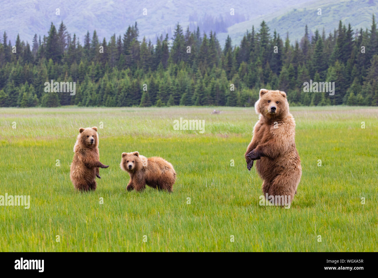 Grizzly Bear sow with cubs, Lake Clark National Park, Alaska Stock ...