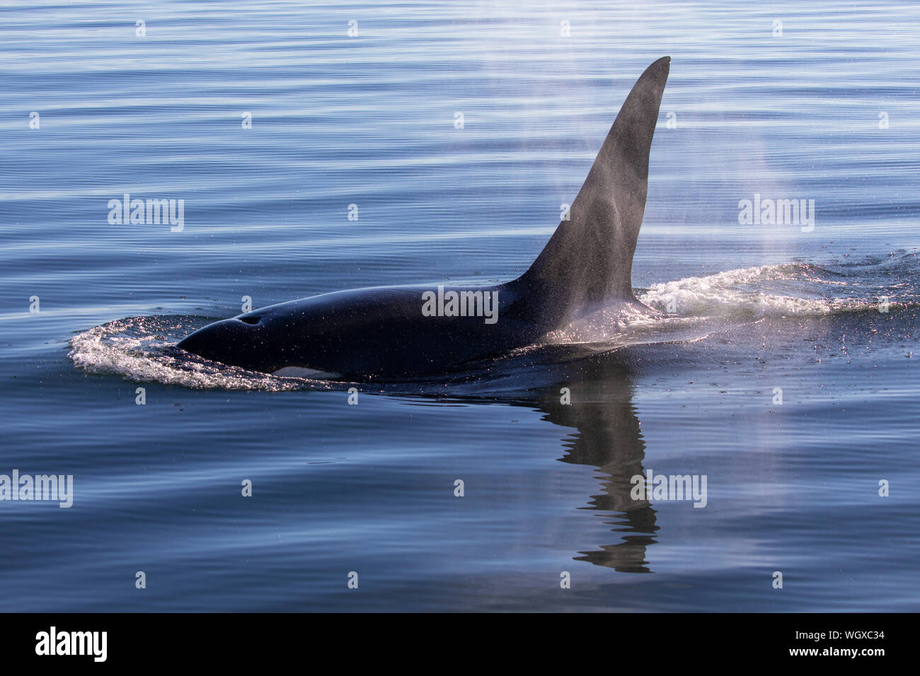 Orcas Alaska High Resolution Stock Photography and Images - Alamy