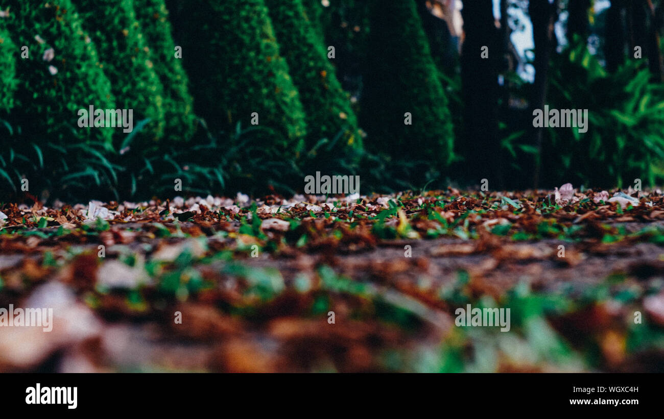 Surface of leaves hi-res stock photography and images - Alamy