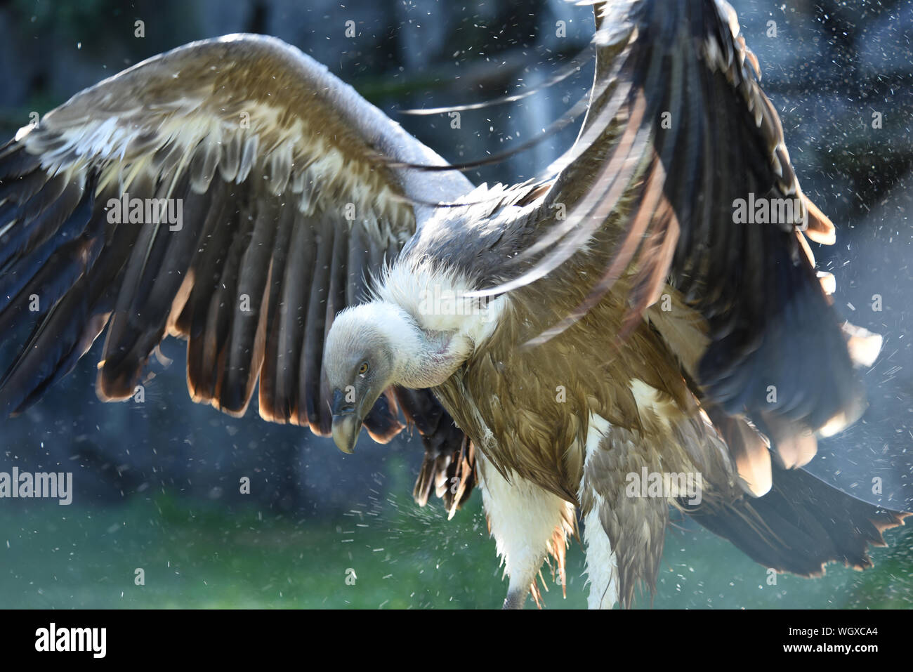 Vulture Wing Spread High Resolution Stock Photography and Images - Alamy