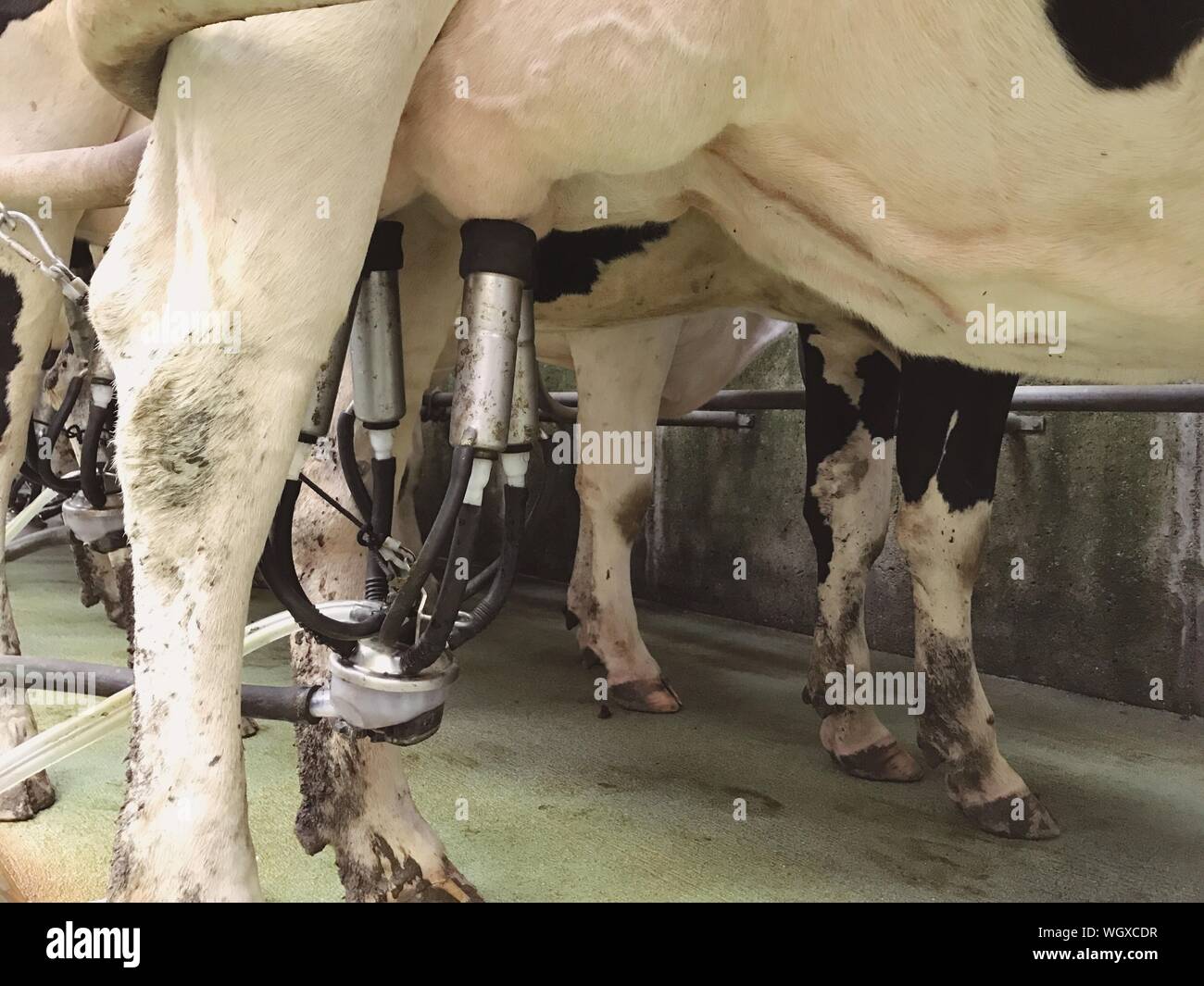 Cow equipment hi-res stock photography and images - Alamy