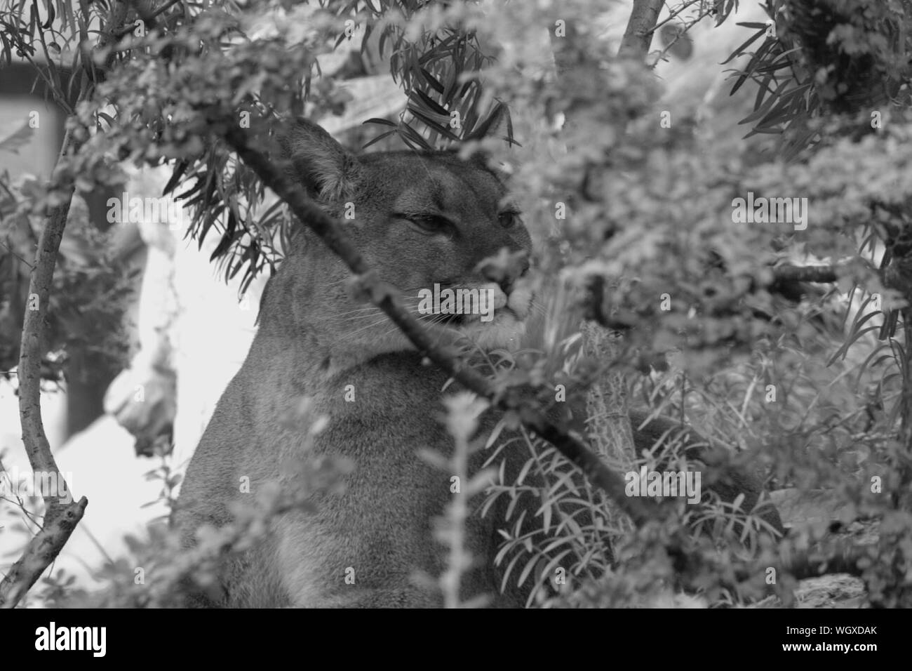 Puma In Tree High Resolution Stock Photography and Images - Alamy