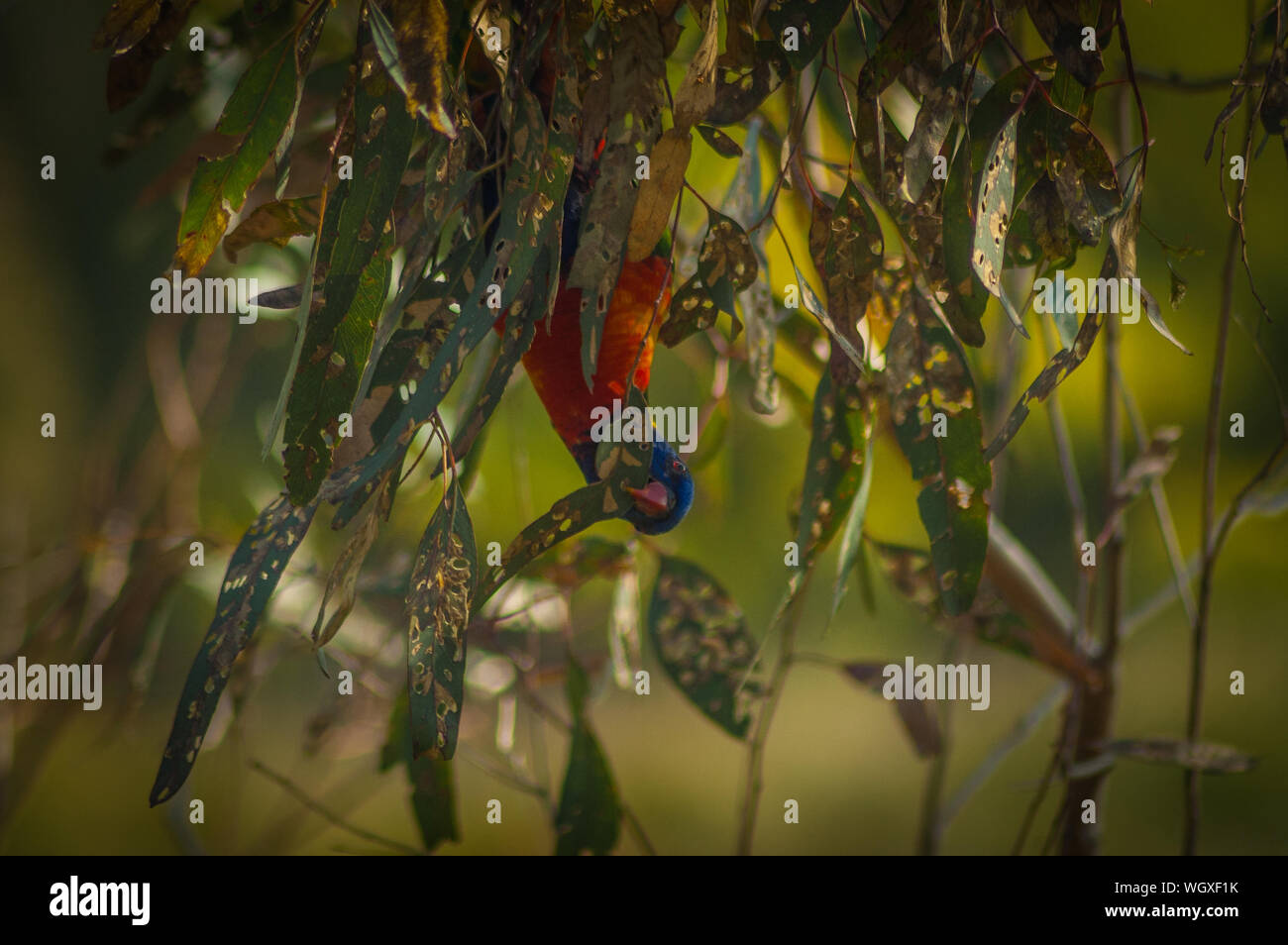 Parrot plant hi-res stock photography and images - Alamy