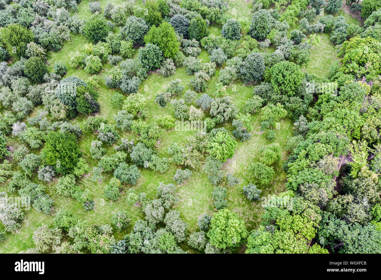 aerial top view of summer park landscape with trees in apple orchard ...