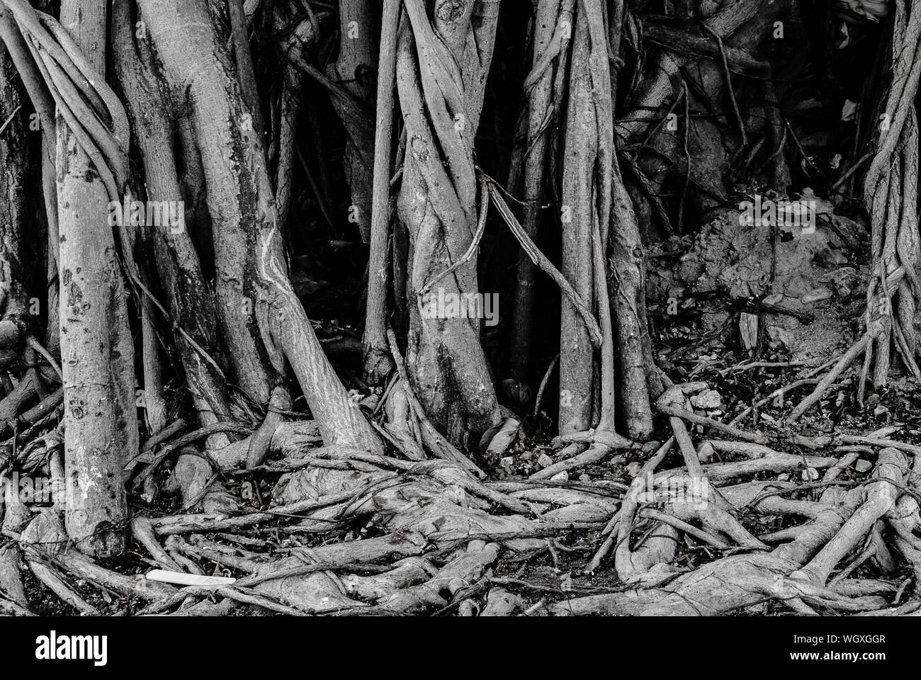 Tree intertwined roots hi-res stock photography and images - Alamy