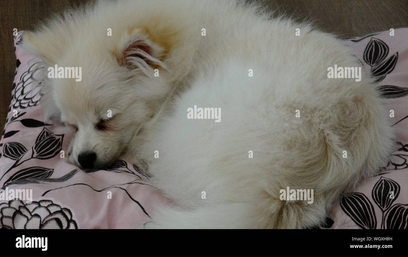 Dog sleeping bed hi-res stock photography and images - Alamy