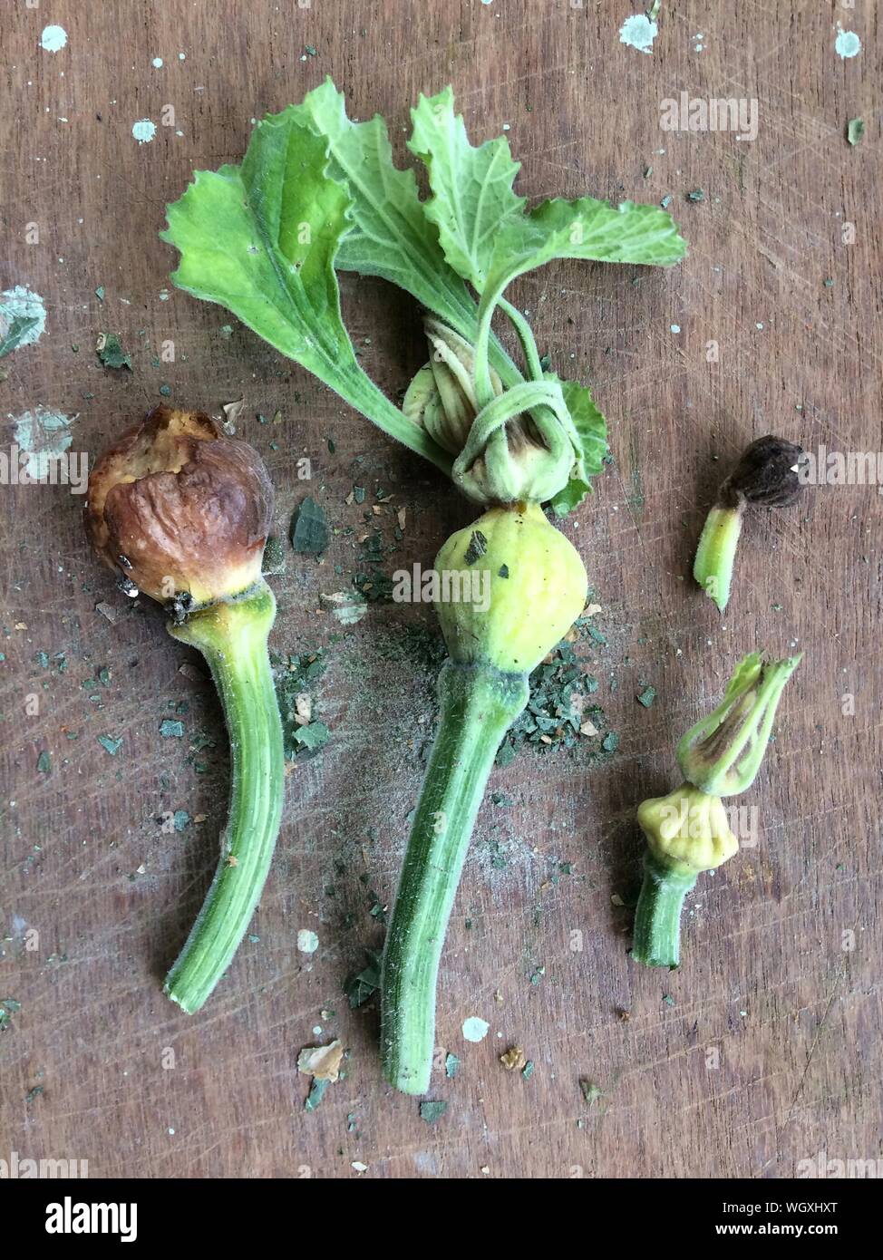 Rotten Vegetable High Resolution Stock Photography and Images - Alamy