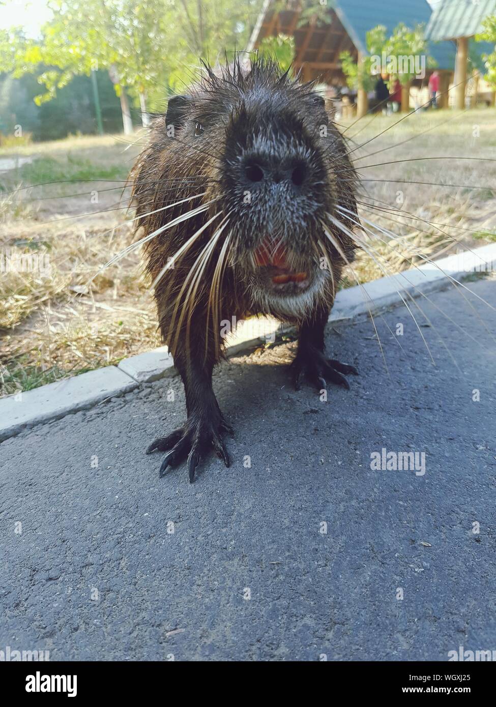 Capybara portrait hi-res stock photography and images - Alamy