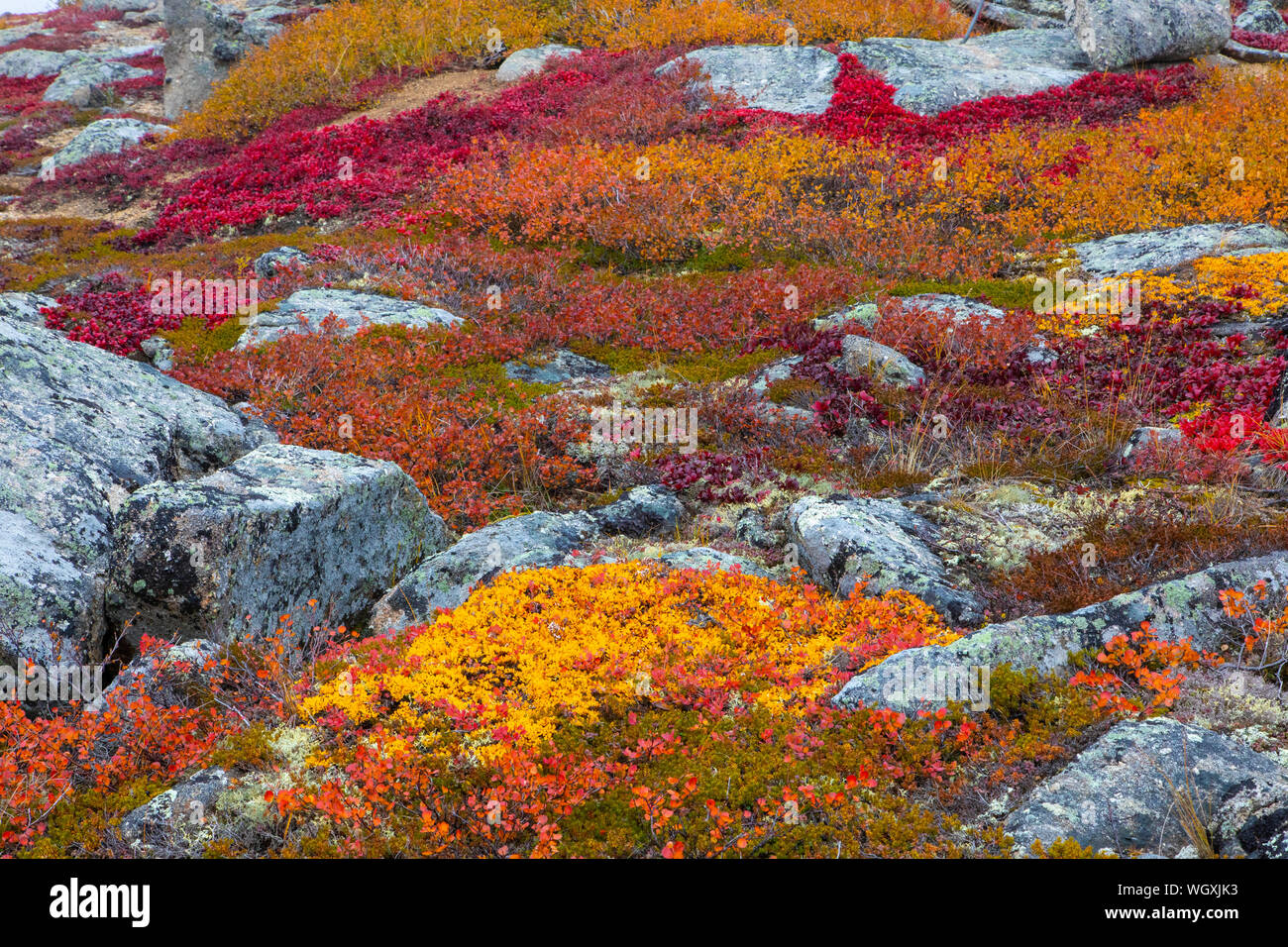 Autumn colors along the Dalton Highway, Alaska Stock Photo - Alamy