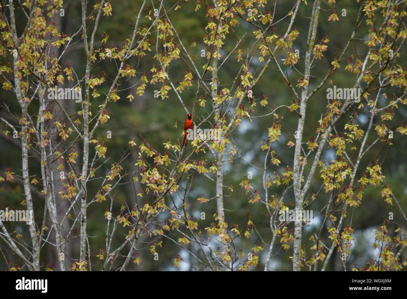 Cardinal on tree branch hi-res stock photography and images - Alamy