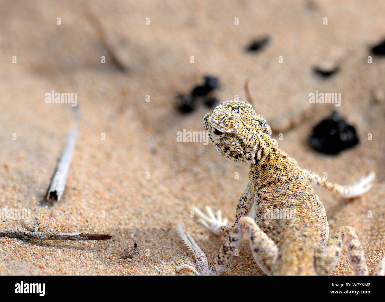 Toad in sand hi-res stock photography and images - Alamy