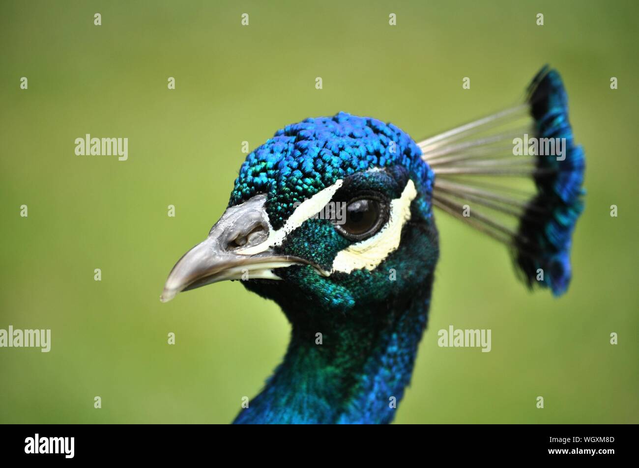 Feather crest up hi-res stock photography and images - Alamy