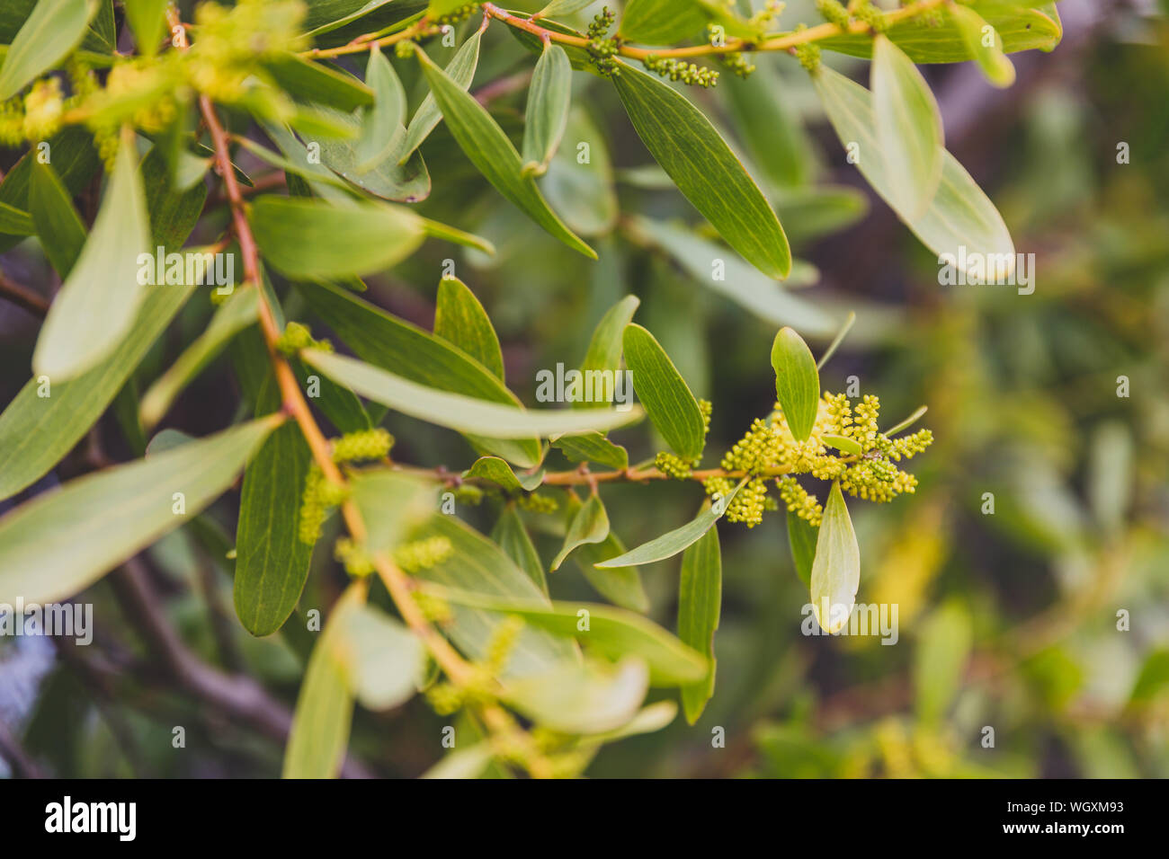 native Australian wattle tree about to bloom, the plant is also symbol ...