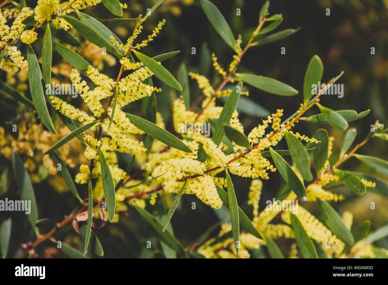 native Australian wattle tree about to bloom, the plant is also symbol ...