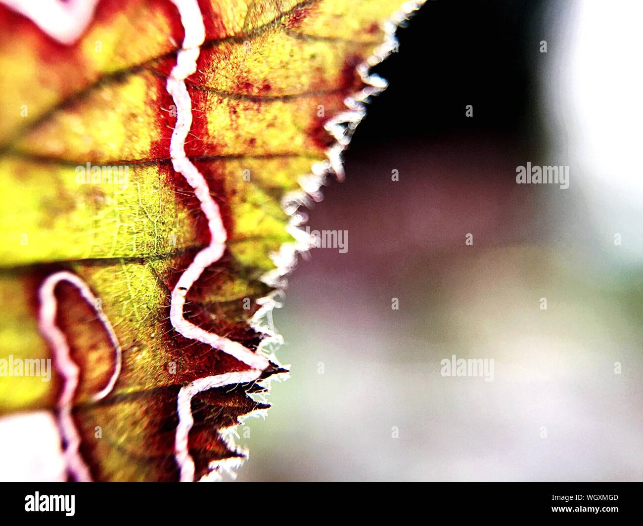 Damaged leaf hi-res stock photography and images - Alamy