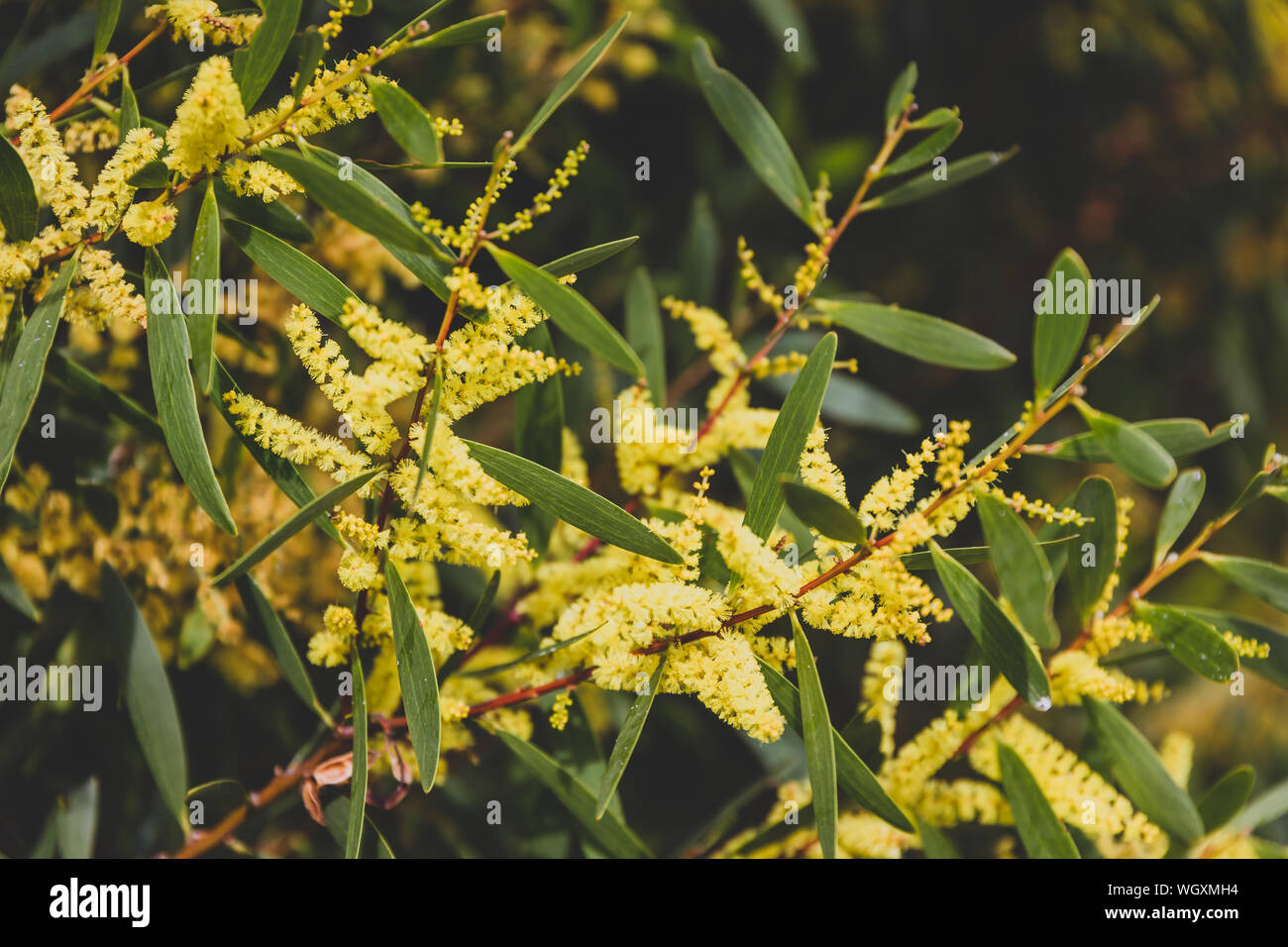 native Australian wattle tree about to bloom, the plant is also symbol ...