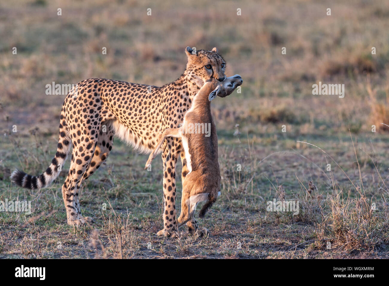 Cheetah hunting gazelle hi-res stock photography and images - Alamy
