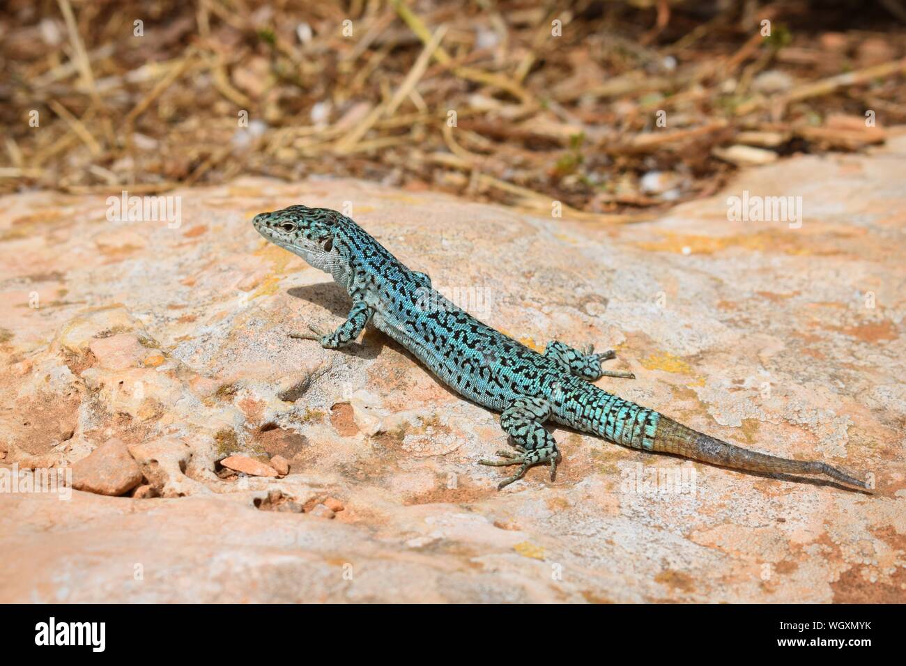 Lizard of desert hi-res stock photography and images - Alamy