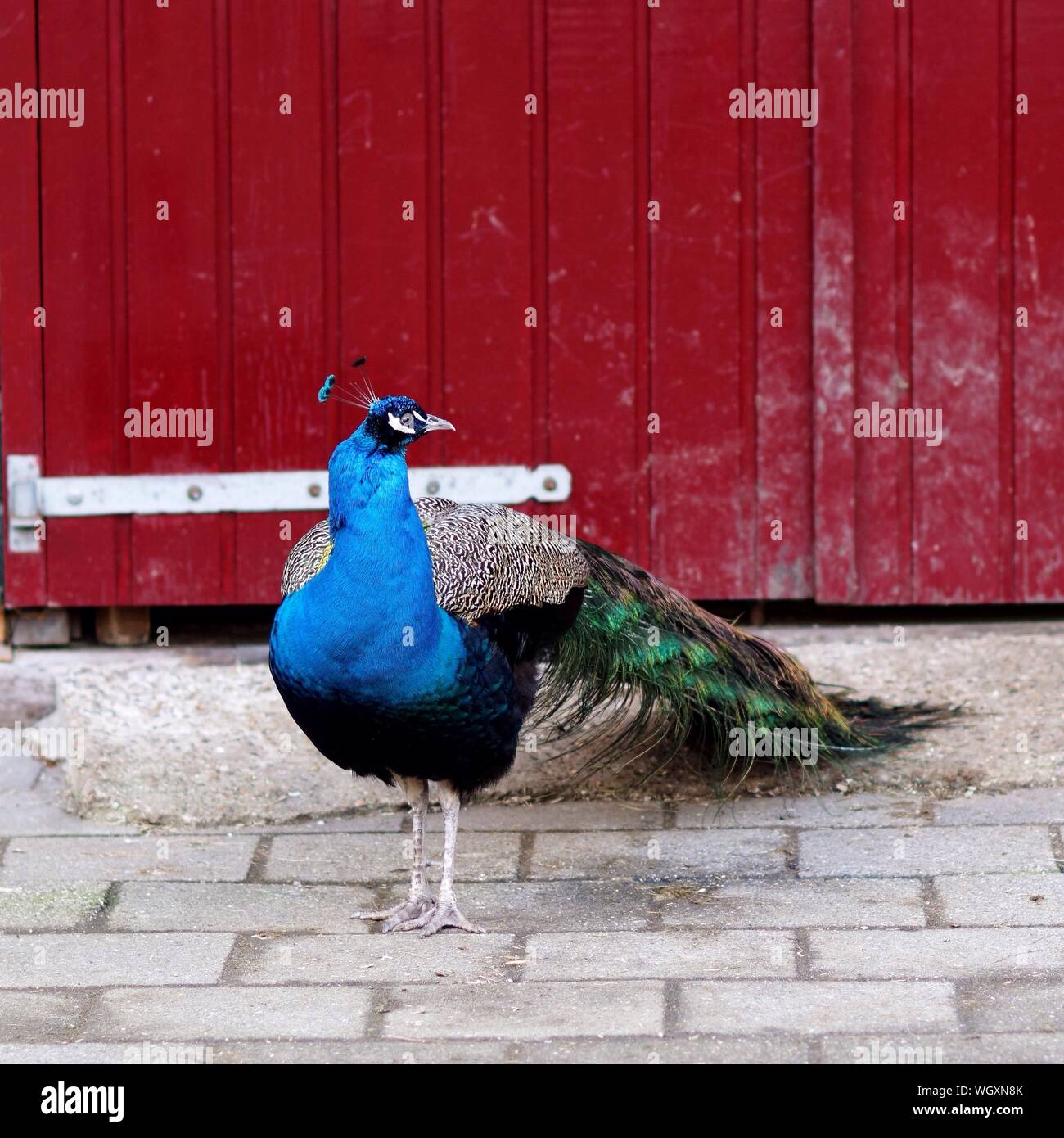 Zoo Animals Peacock High Resolution Stock Photography and Images - Alamy