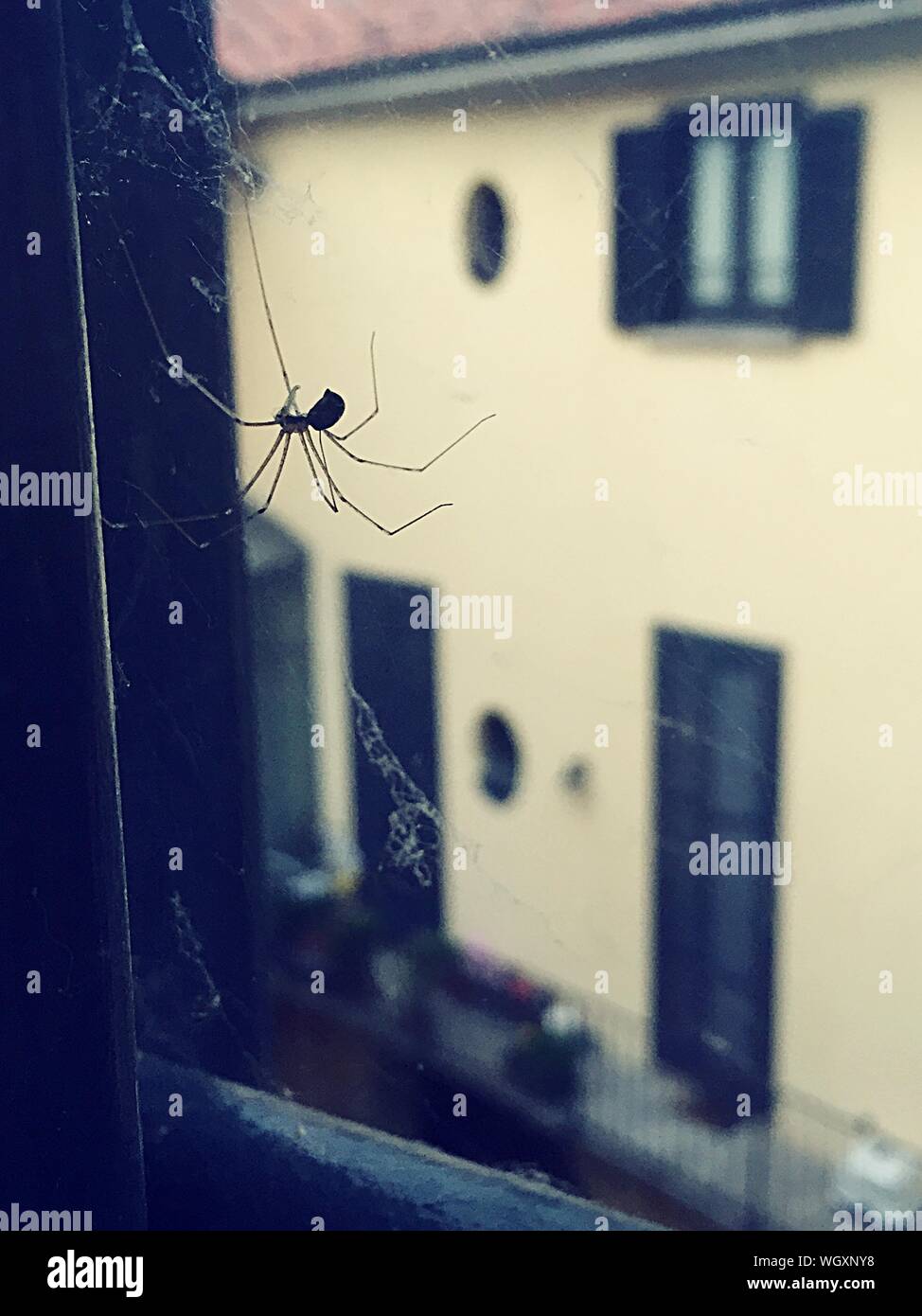 Spider on glass hi-res stock photography and images - Alamy