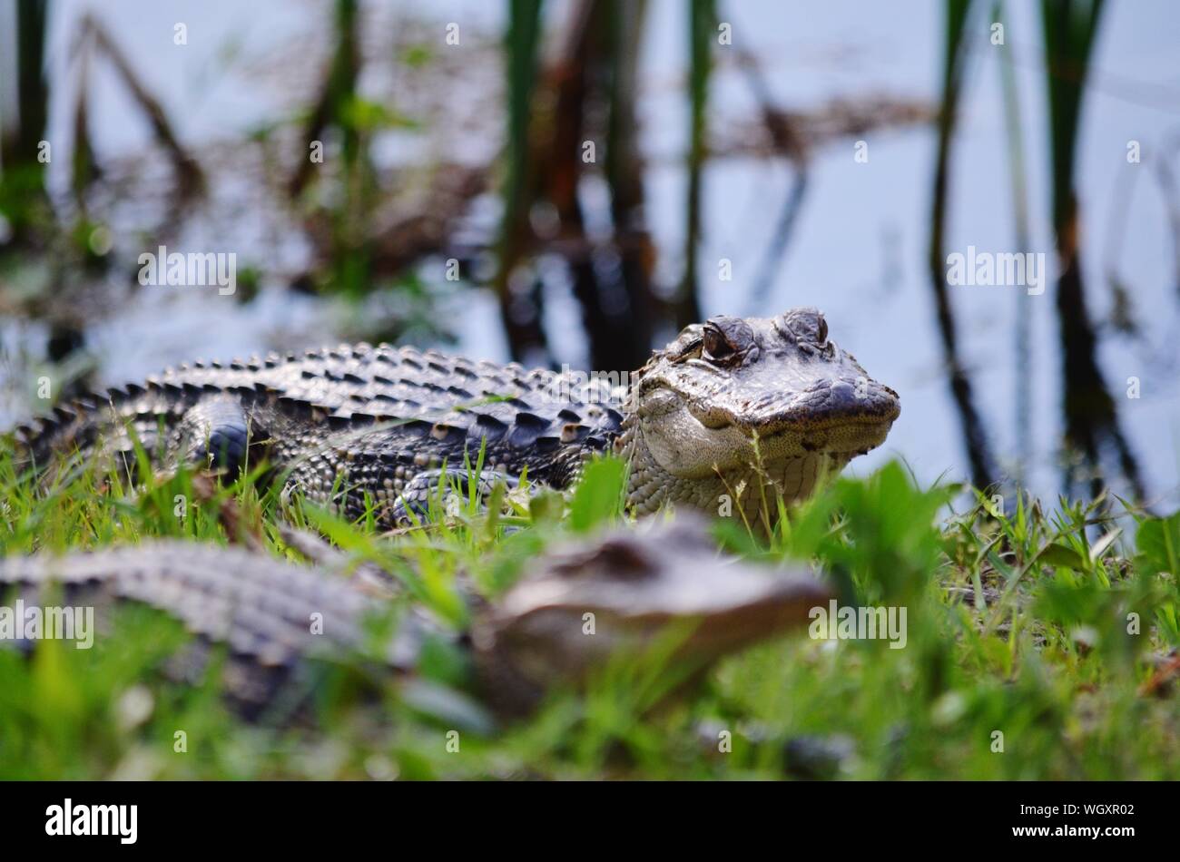 Young alligators hi-res stock photography and images - Alamy