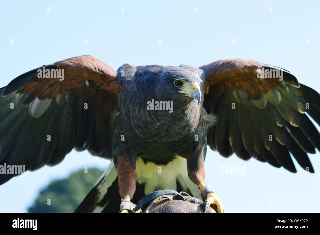 Falcon wings spread hi-res stock photography and images - Alamy