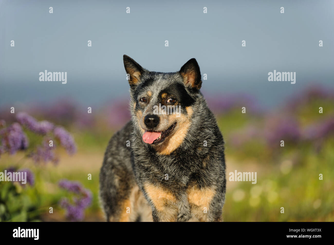 Walking dog cattle hi-res stock photography and images - Alamy