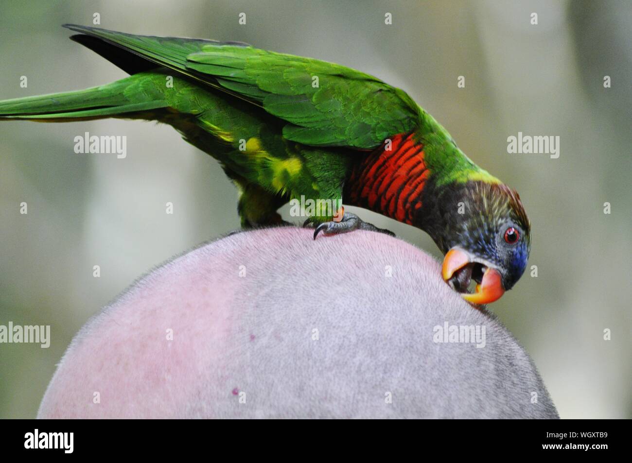 Parrot head close up hi-res stock photography and images - Alamy