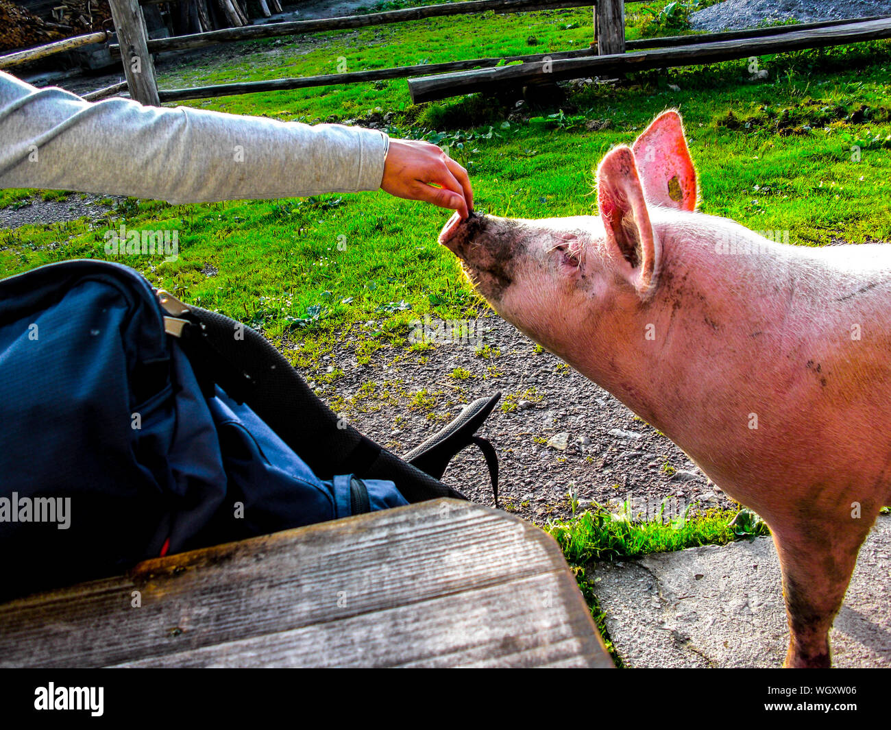 Bench pig hi-res stock photography and images - Alamy