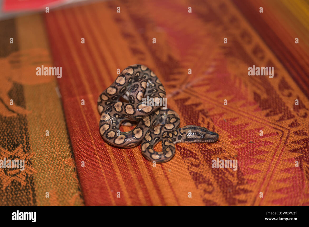 Snake carpet hi-res stock photography and images - Alamy