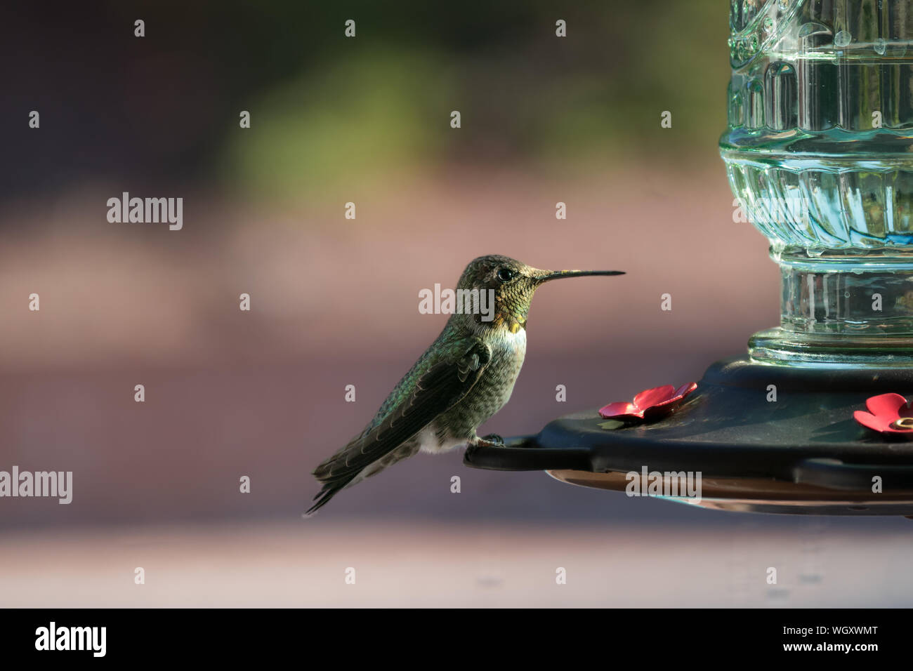 Hummingbird water hi-res stock photography and images - Alamy
