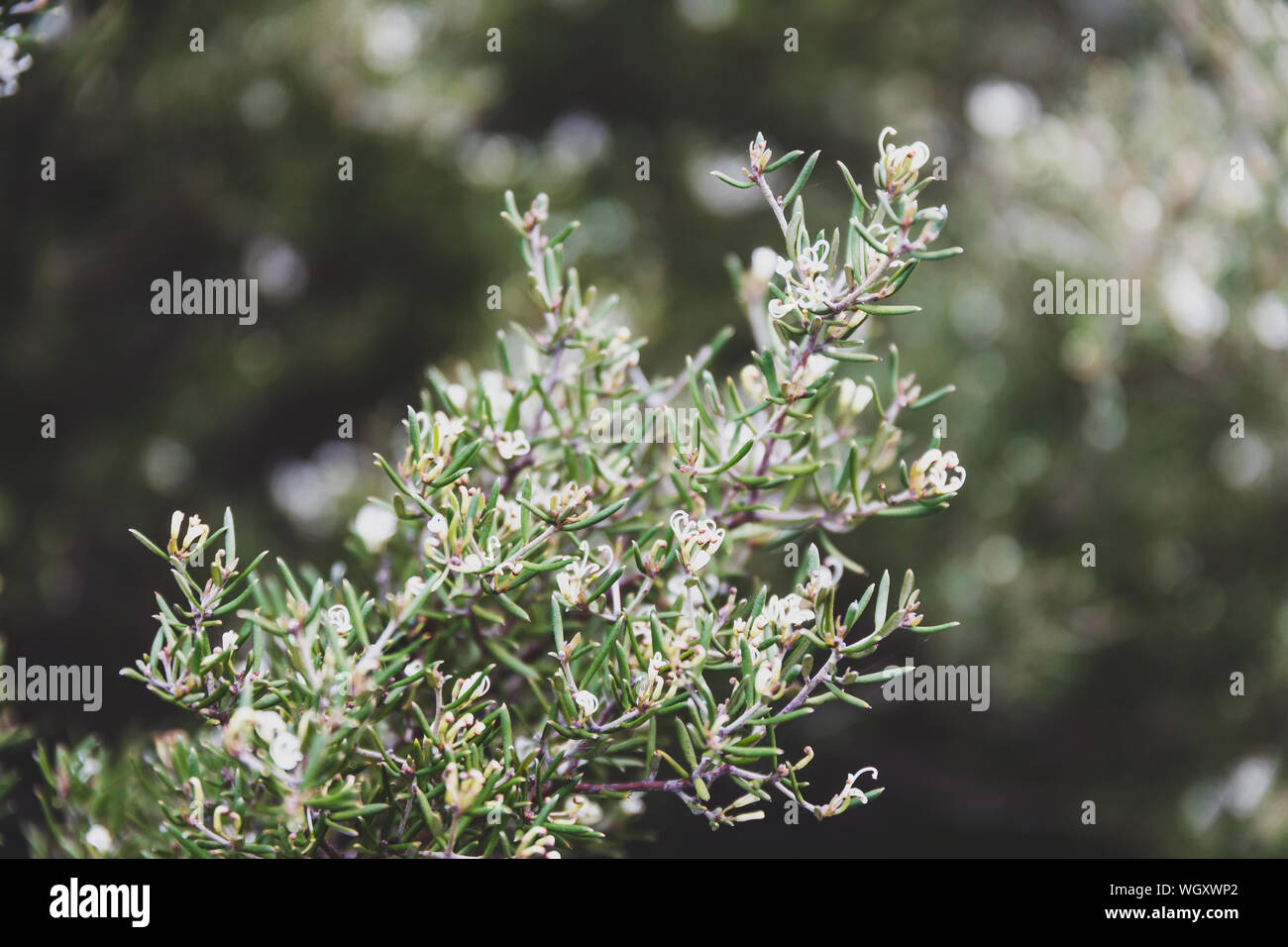native Australian grevillea with white flowers, shot at shallow depth ...