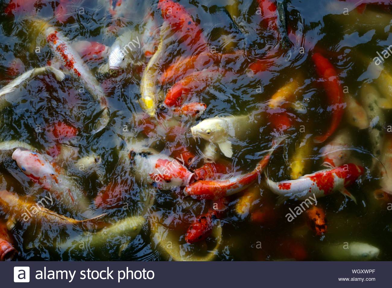 Crowding Stock Photos & Crowding Stock Images - Alamy