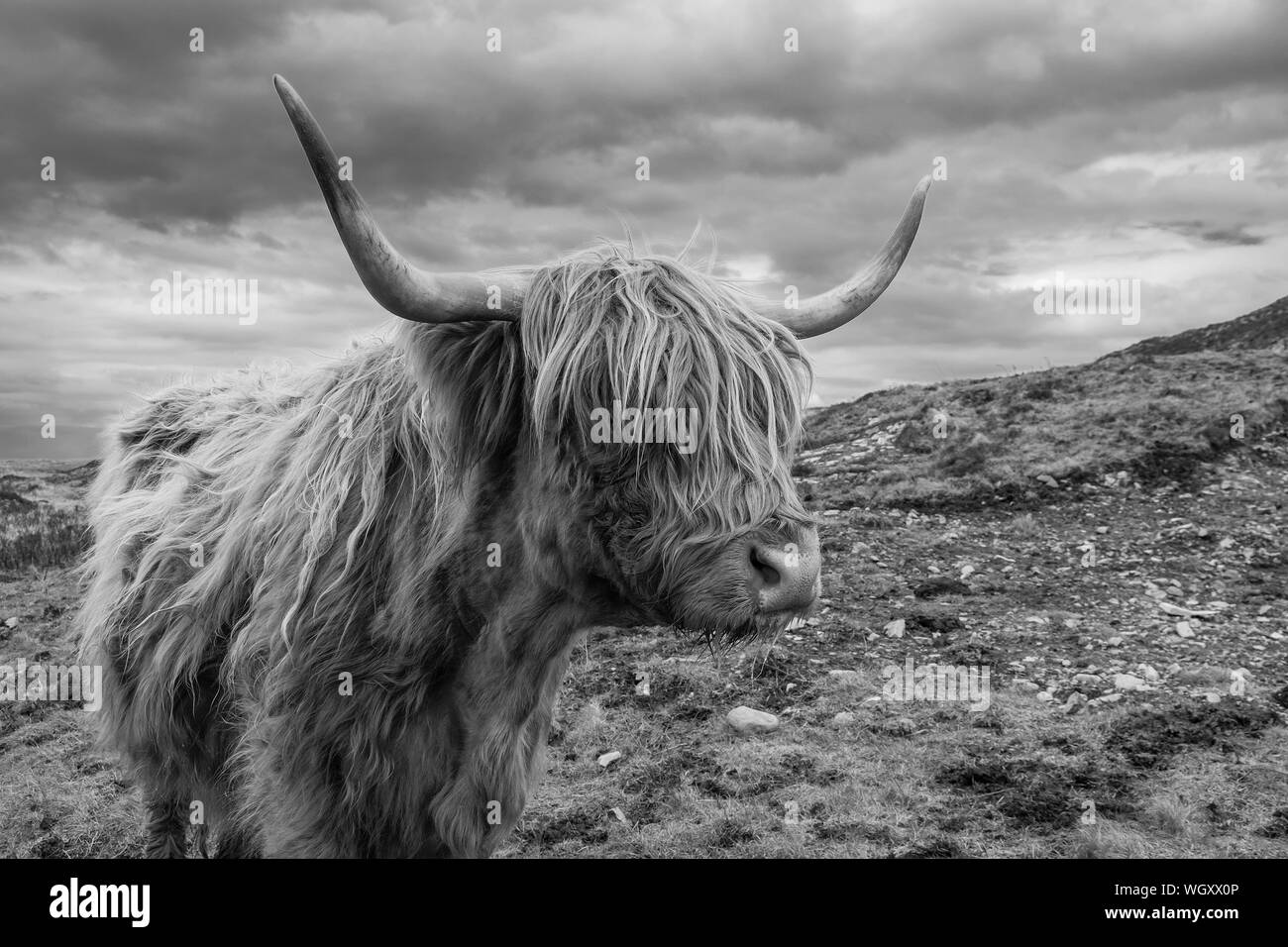 Highland cow Black and White Stock Photos & Images - Alamy
