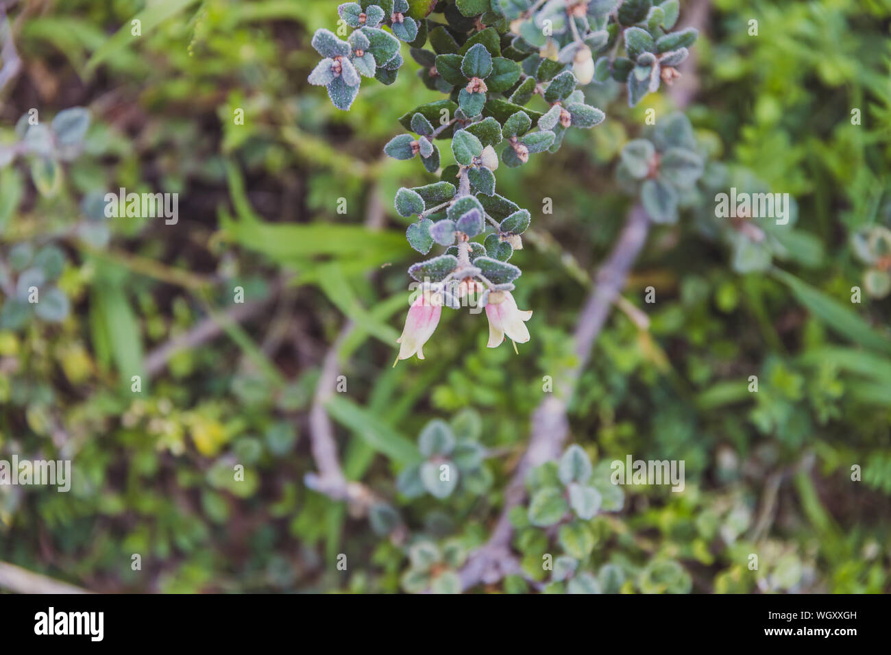 native Australian correa plant with flowers, shot at shallow depth of ...