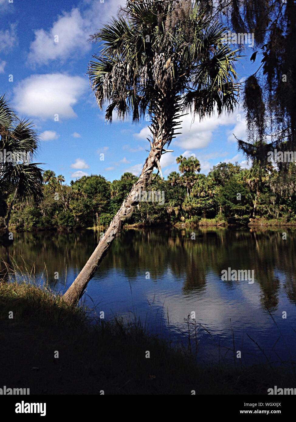 Palm trees lakeside hi-res stock photography and images - Alamy