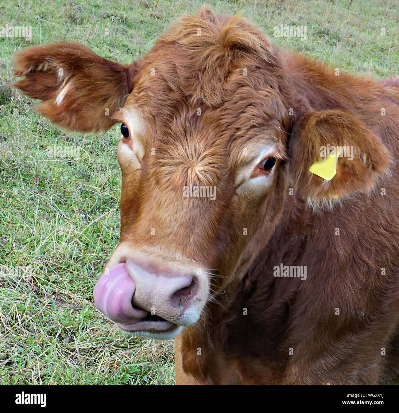 Cow looking camera hi-res stock photography and images - Alamy