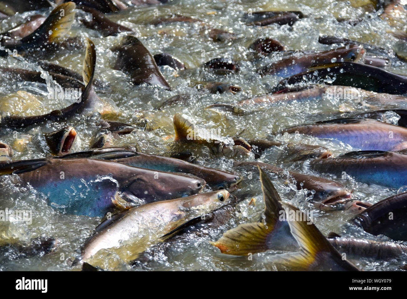 Splashing fish hi-res stock photography and images - Alamy