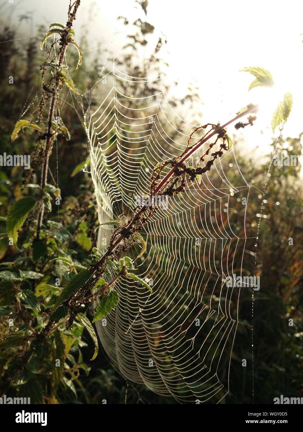 Spider nettle hi-res stock photography and images - Alamy