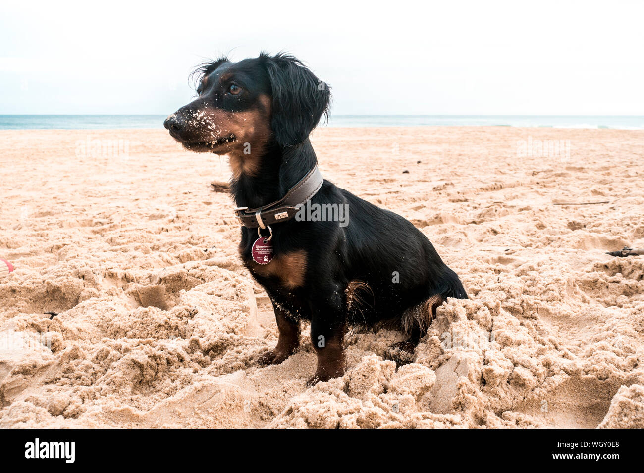 Dachshund at beach hi-res stock photography and images - Alamy