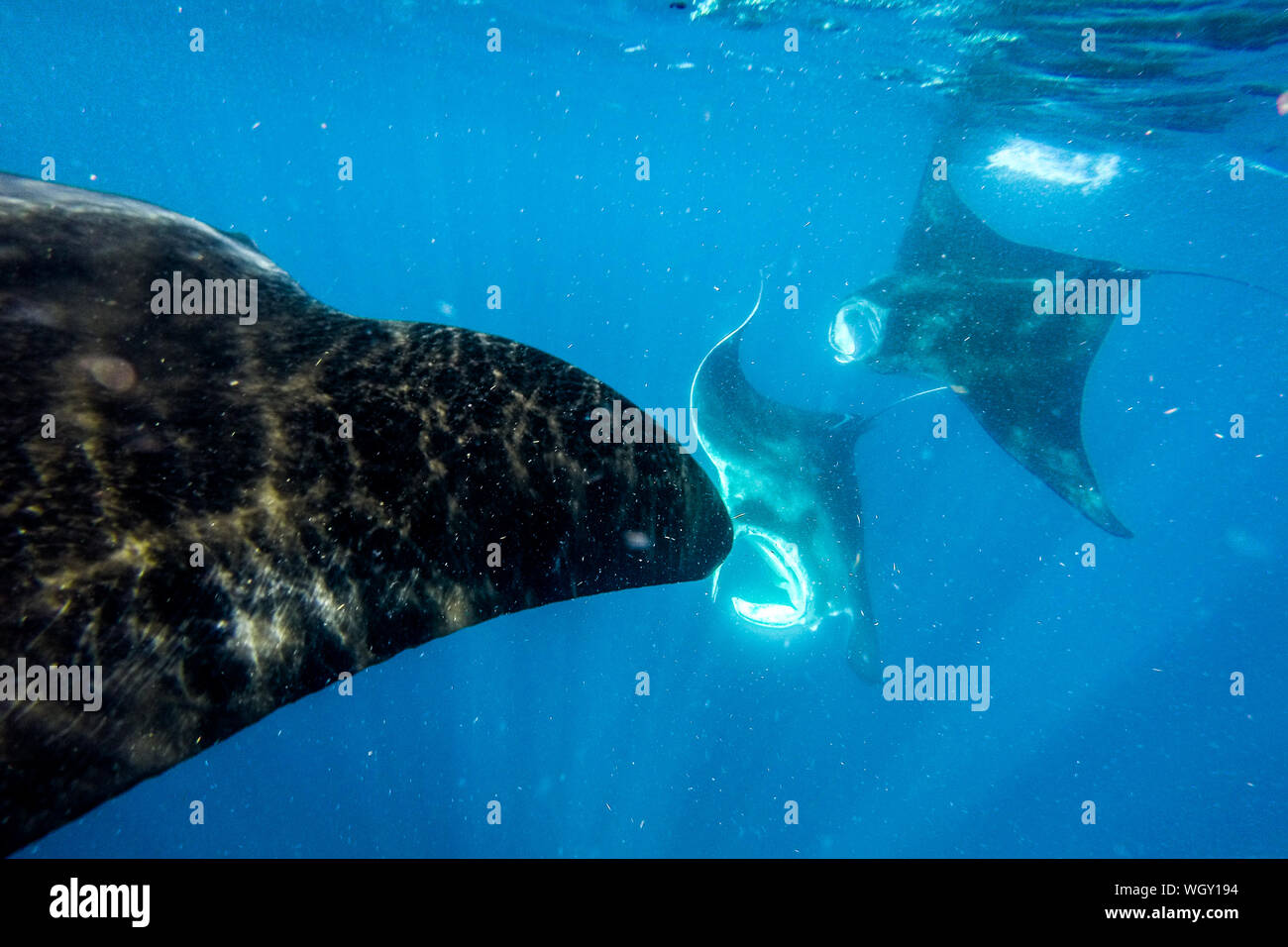 Sting ray fish hi-res stock photography and images - Alamy