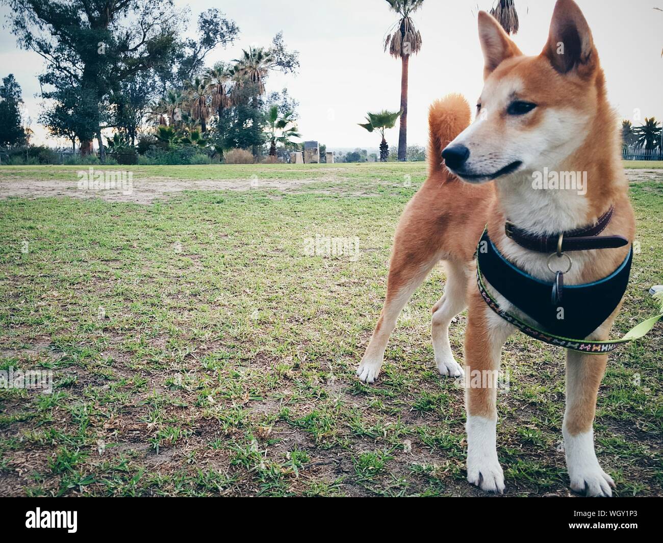 Shiba inu standing hi-res stock photography and images - Alamy