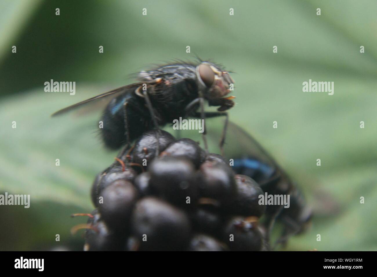 Insects in the fruit hi-res stock photography and images - Alamy