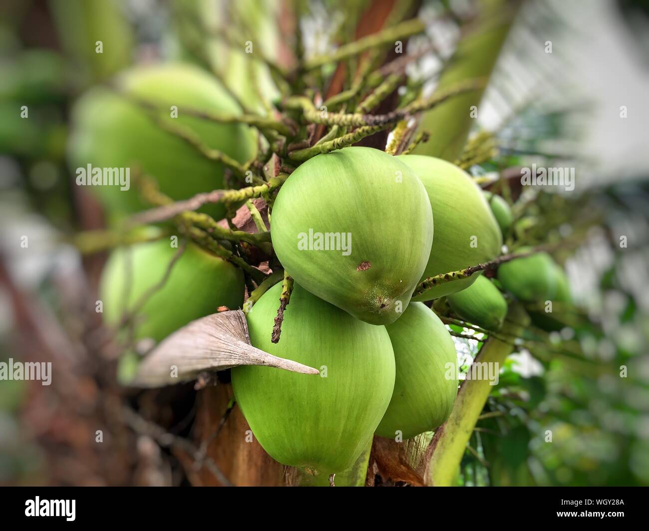 Close up coconut tree hi-res stock photography and images - Alamy