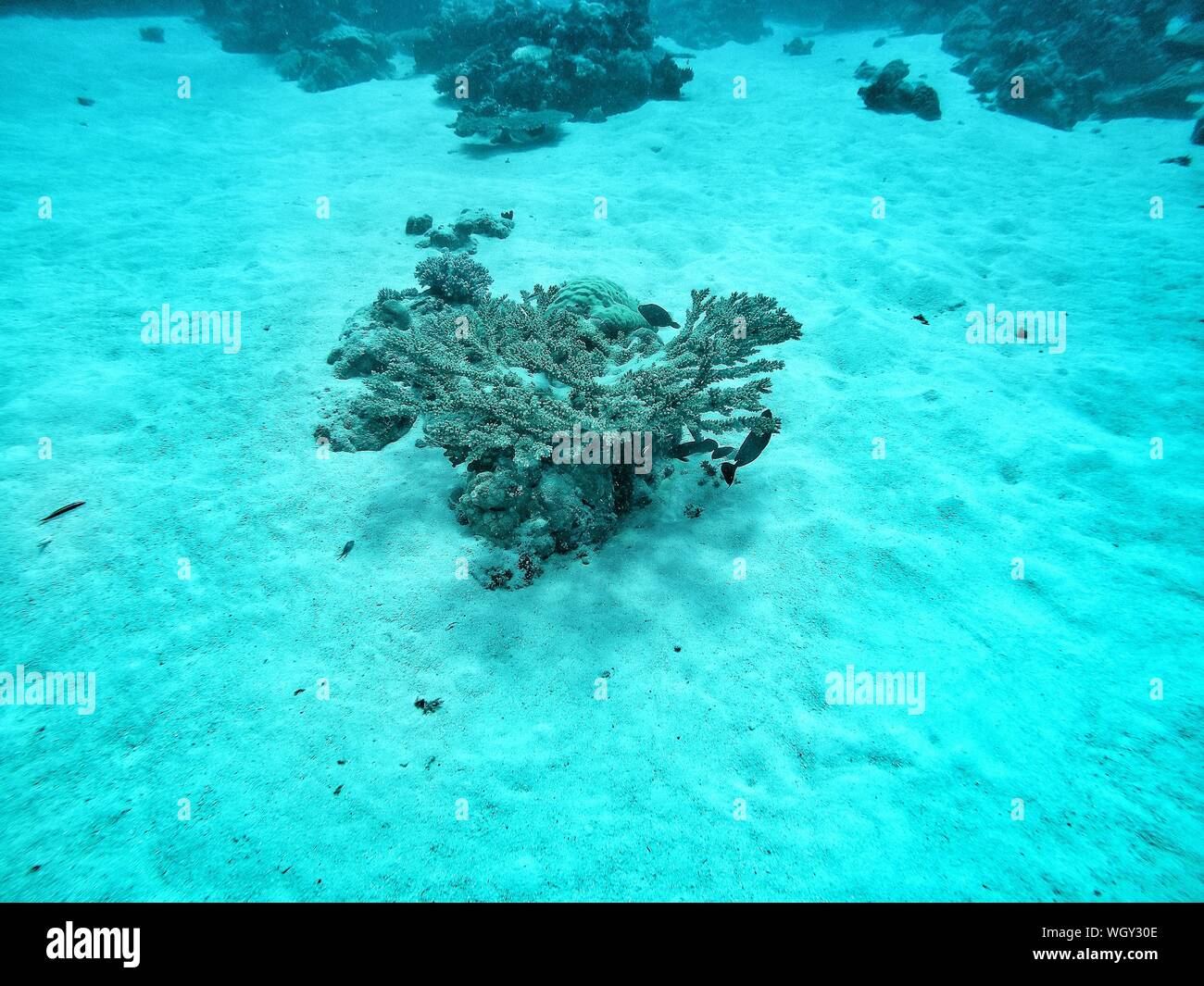 Coral floor hi-res stock photography and images - Alamy