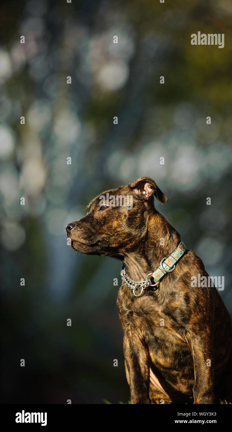 American pit bull hi-res stock photography and images - Alamy