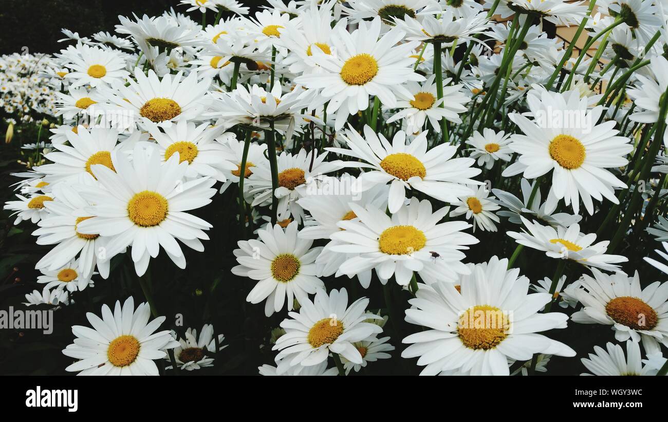 Large white daisy flowers hi-res stock photography and images - Alamy