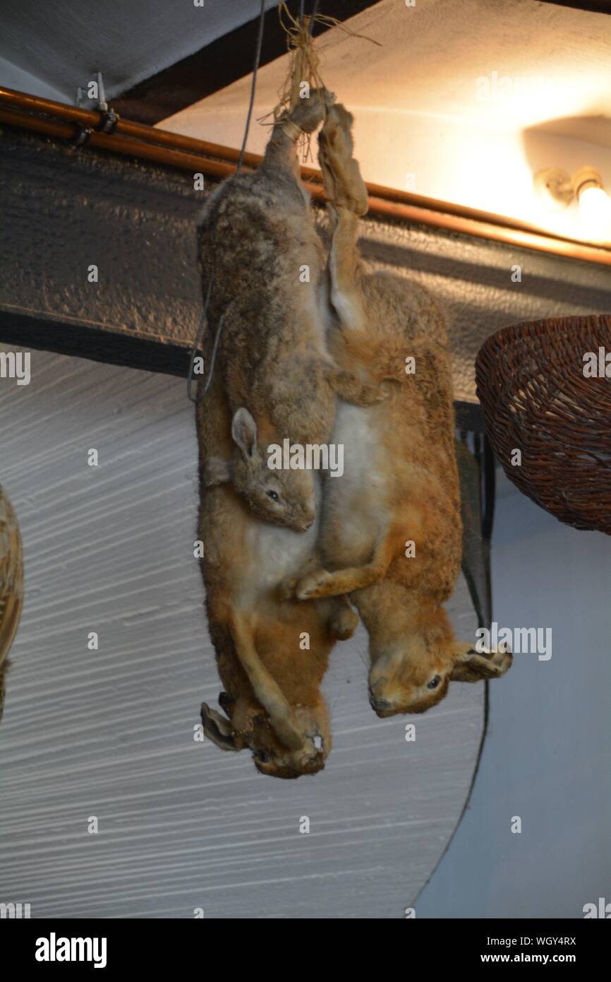 Dead Rabbits Stock Photos & Dead Rabbits Stock Images - Alamy